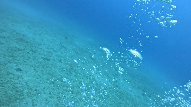 дайвинг в Каше, Турция, скат