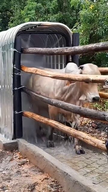 У рогатого скота тоже бывают банные дни