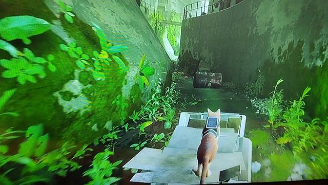 Жалко котика😇😭😭