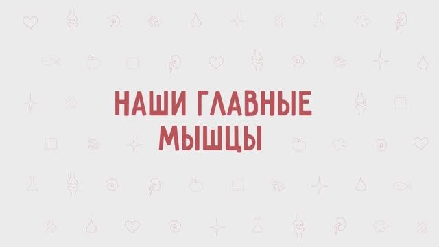 3.05 - Наши главные мышцы