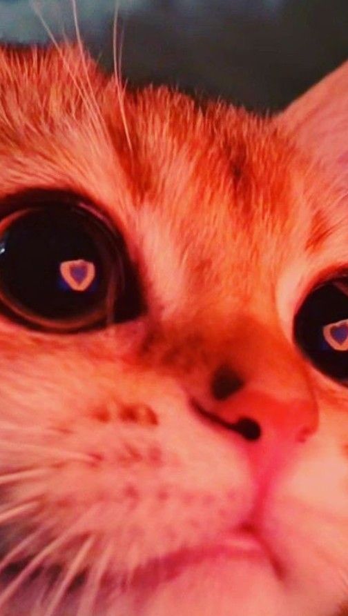 Ответ пользователю ~Смешная ириска Ева~