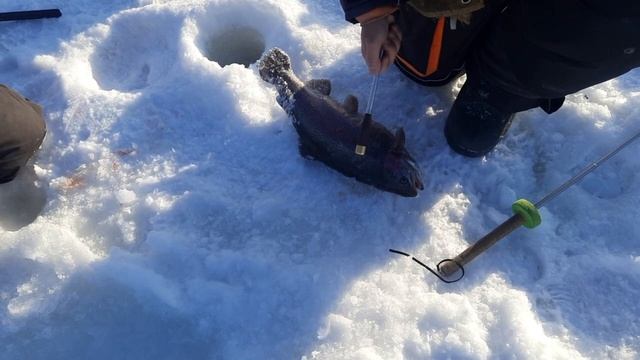 поимки на икру