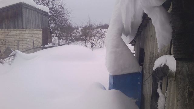 Воробьи_09_02_26_01