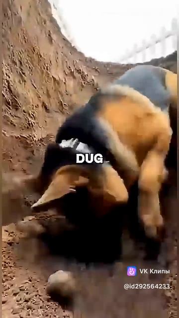 Собака спасатель