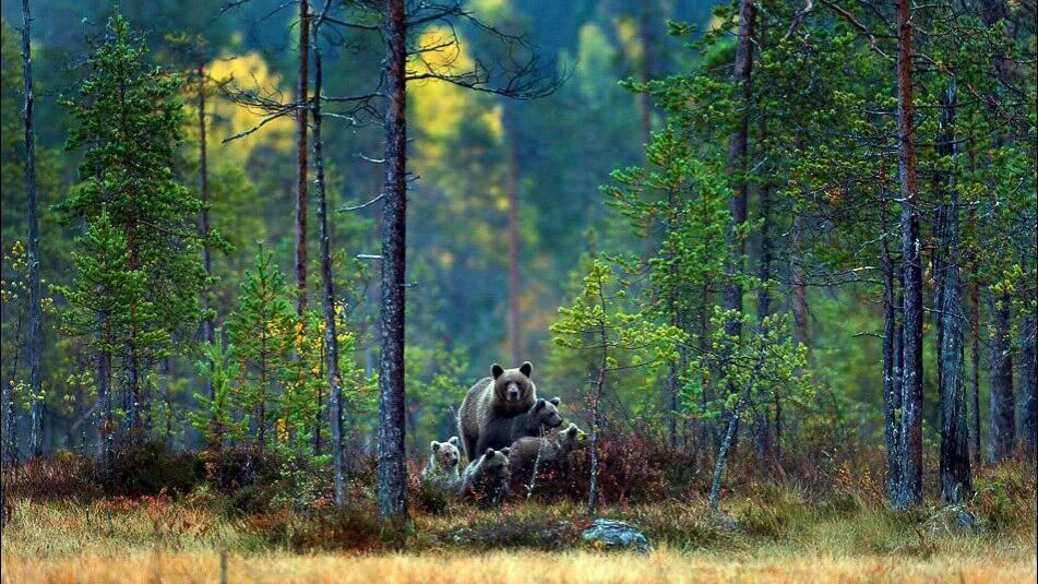 Таежные истории