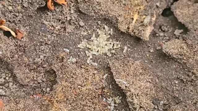 Рис избавил от муравьев