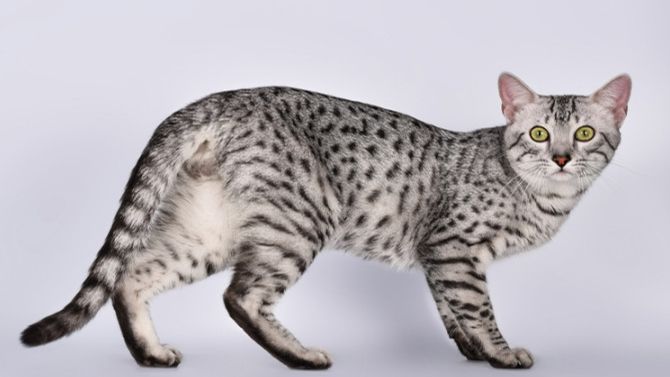 Египетская мау