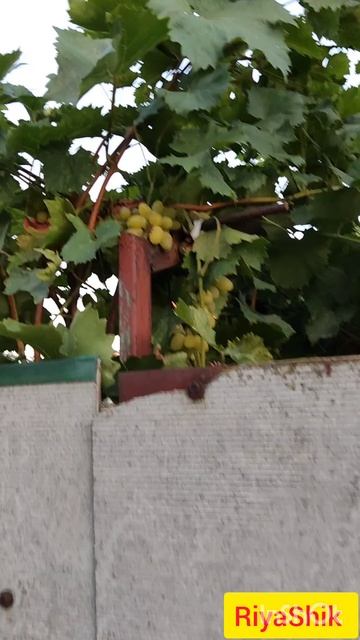 Виноград созрел.