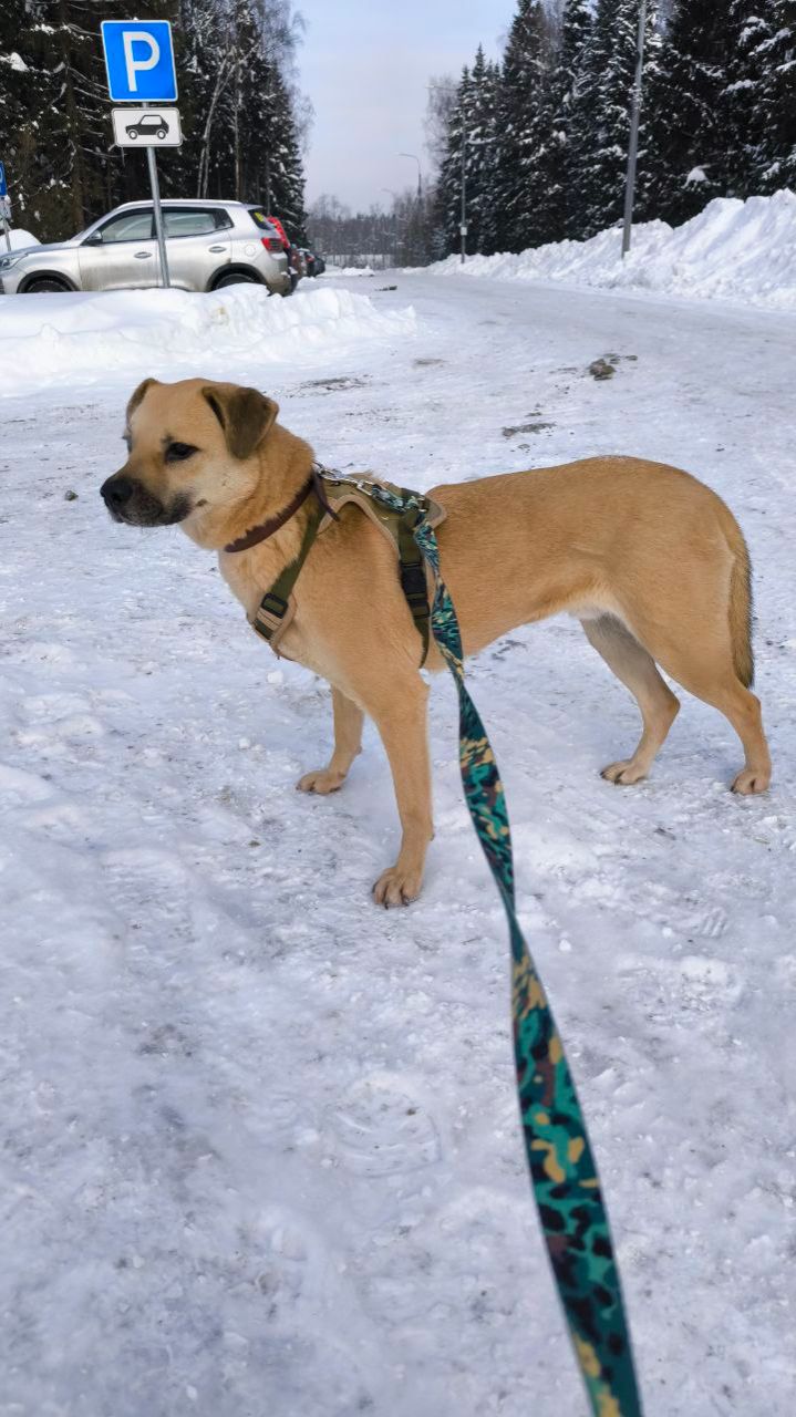 "Есть ли мир за воротами?" ❥ Приют в Малинках #приютдляживотных