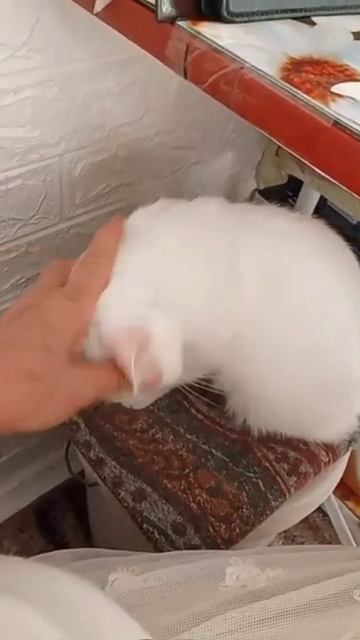 Она выжила. 2025-08-26-09