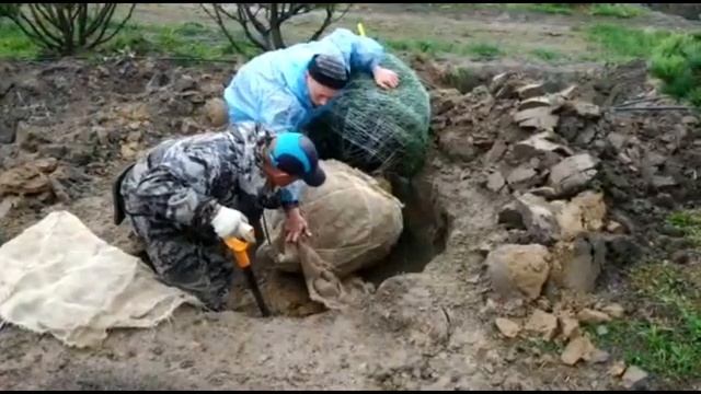 Выкопка крупномеров ручным способом