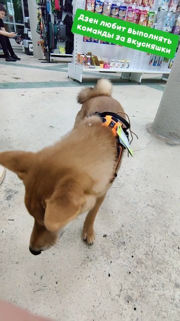 Сиба ину Дзен выполняет команды #челябинск #суперсобака #собак #сибаину #дрессировка