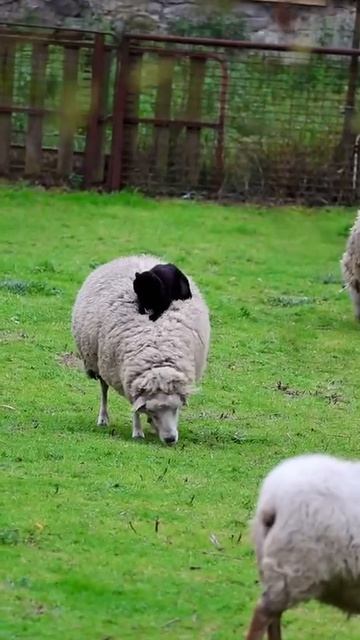 Вези меня, кучерявый