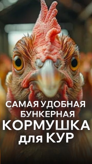 БУНКЕРНАЯ КОРМУШКА для кур «непросыпайка»: СЕКРЕТ месячной автономии