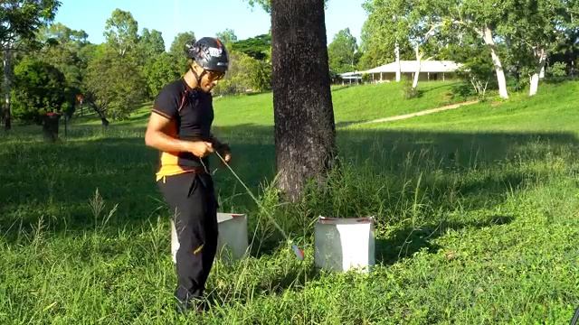 Заброс веревки на дерево в арбористике