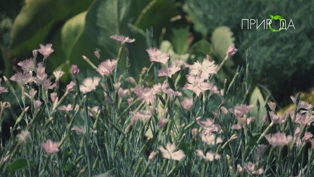 Природа. Гвоздика перистая_2