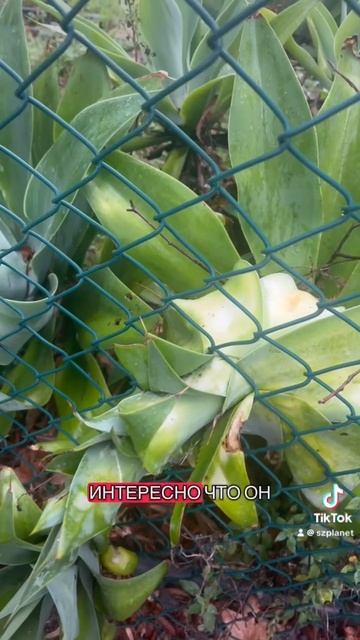 Растение задумало побег