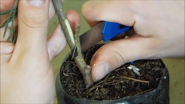 Прививка сосны крупным планом