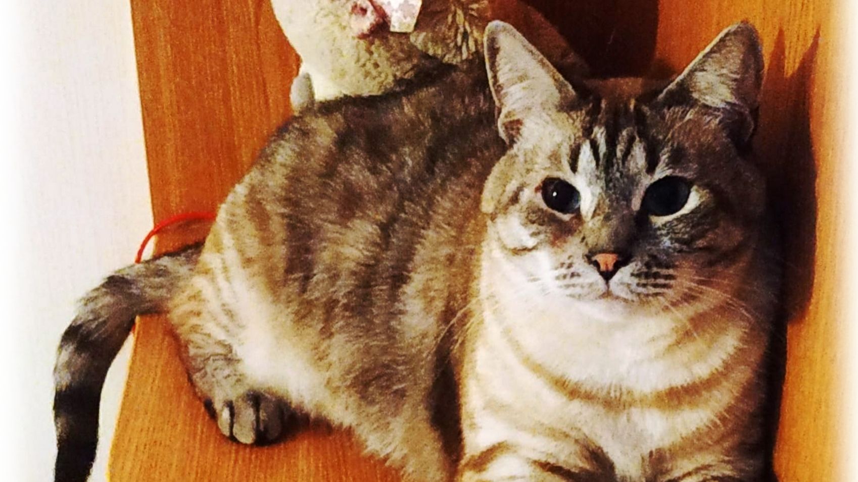 5 лет дома. 2026г.