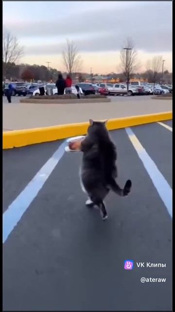 Кот воришка