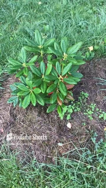 Ленобласть. Хвойное. 02.09.2024. Растение на даче. Рододендрон с цветоносами