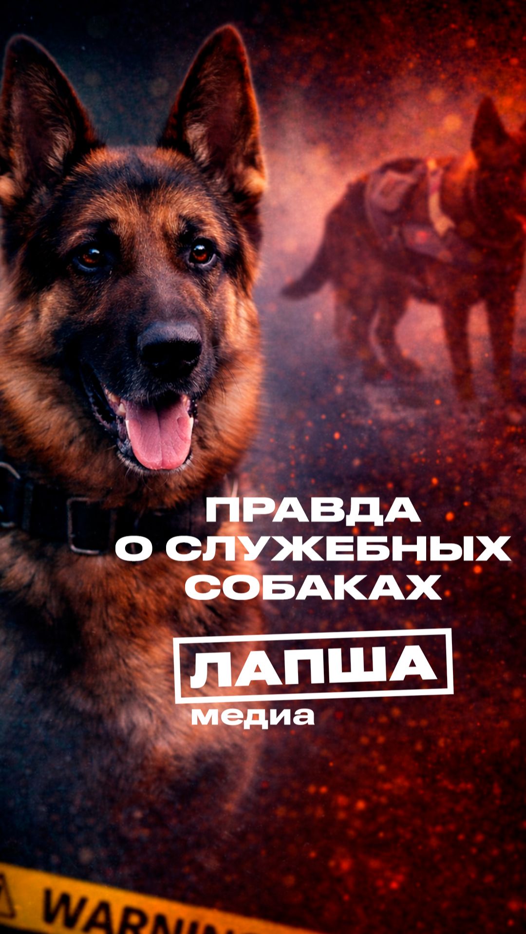 МИФЫ В КРИМИНАЛИСТИКЕ: Правда о служебных собаках