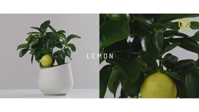 Citrina Corporate Official Video