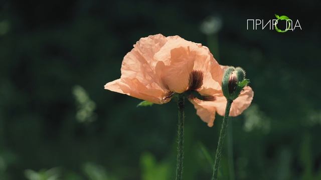 Природа. Мак_17