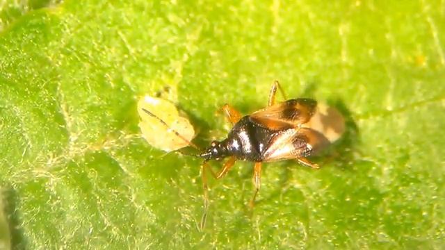 Хищный клоп Anthocoris nemorum поедающий яблонную медяницу (Cacopsylla mali)