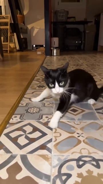 котик
