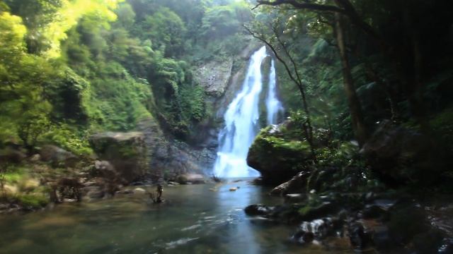 Оздоровление сердечно-сосудистой системы
