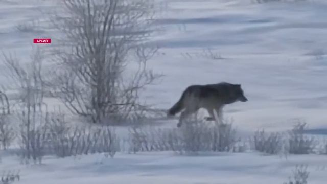 Выпуск № 4 от 6 февраля 2026 года