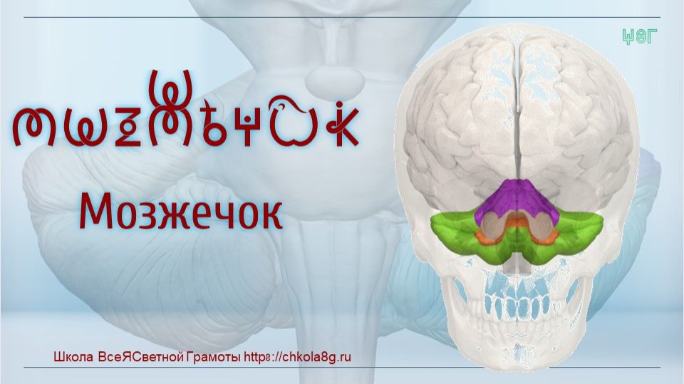Мозжечок. Этимология. ВсеЯСветная Грамота