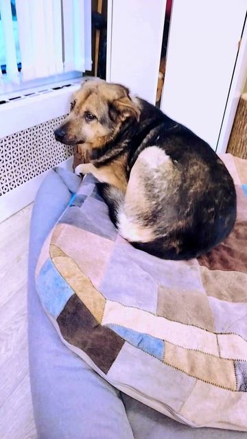 "Почему игрушки тоскливые?" ❥ Приют в Малинках #приютдляживотных