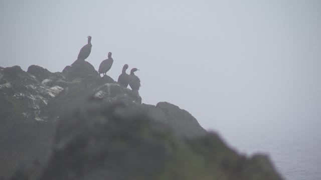 Тайна острова Матуа [недляэфира] 13