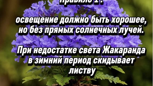Жакаранда особенности ухода