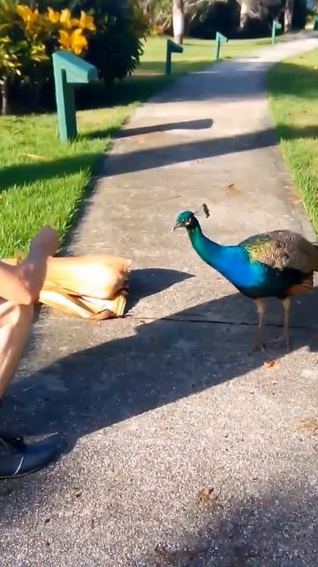 Павлин близко-близко