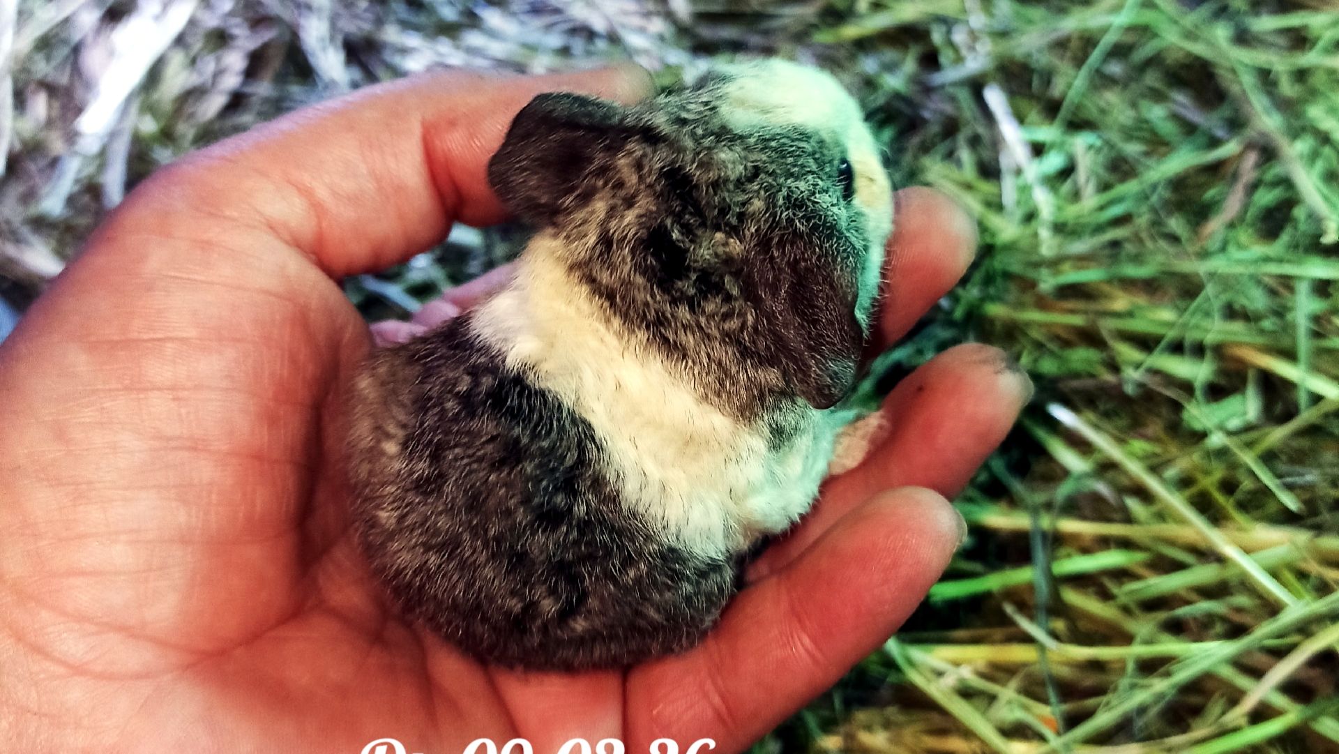 Ура!!! Злата стала мамой 09/02/26 Никитос, Нефертити, Нафаня #американский_тедди #морские_свинки