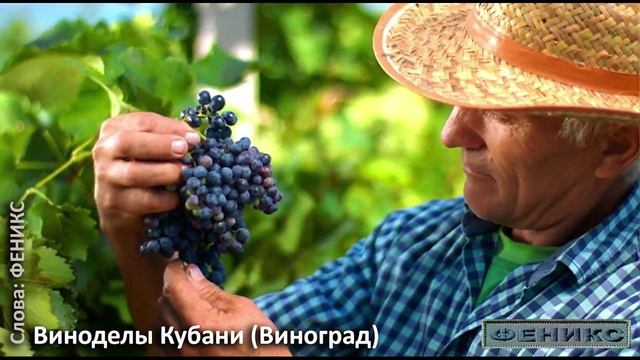 "Виноделы Кубани" - (Виноград) - Феникс