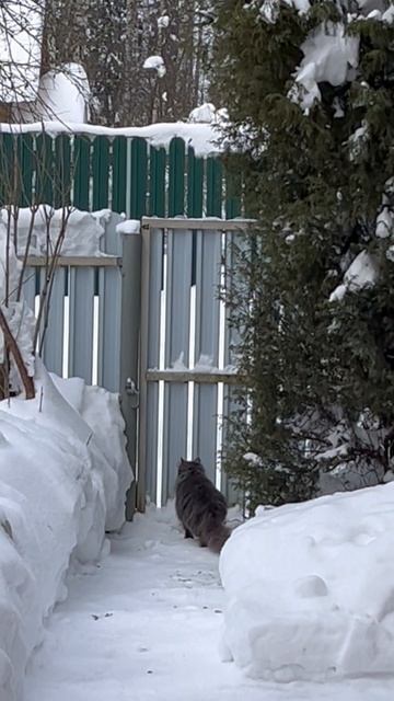 Через калитку каждый ходит по-своему