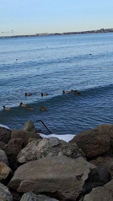 Анапа. 22 янв. море и уточки