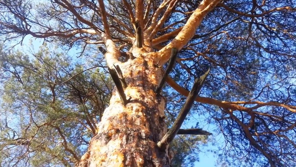 После дождя