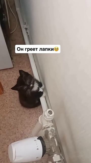 котик греит лапки