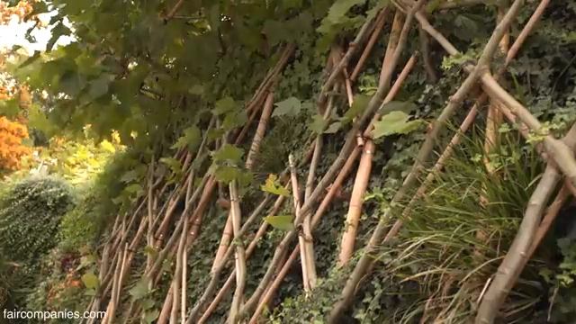 Фасад здания из живых ветвей деревьев (компания Baubotanik )