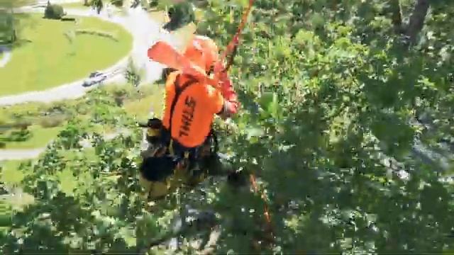 Рекламный ролик на тему арбористики от Petzl