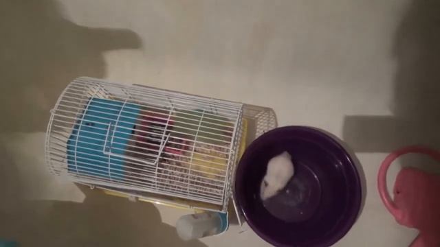 Хомяк Кузя грызет клетку и бегает в ванной
