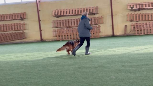 6.  выражено/пож ДАЙМАНТЕН ШЛОСС ФЕРРАРИ (Ural v. Frankengold – Даймантен Шлосс Риска)