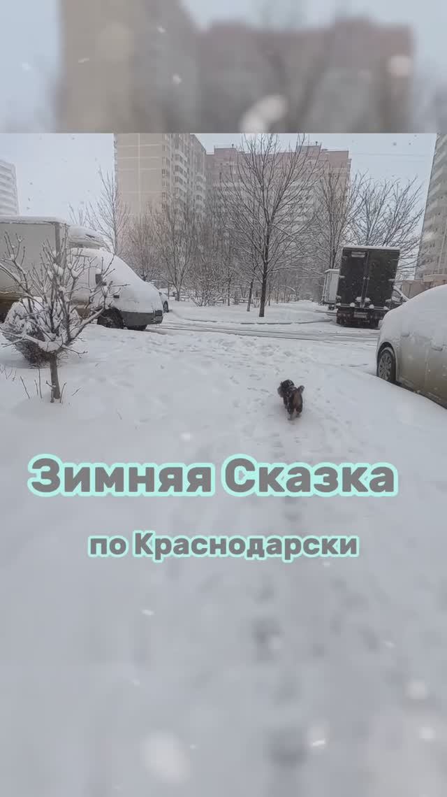 Зимняя Сказка Краснодар 12янв 2026 Йорк Бося)