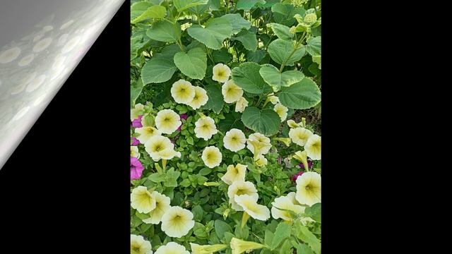 ПАСТЕЛЬНЫЕ  ПЕТУНИИ В МОЁМ САДУ.