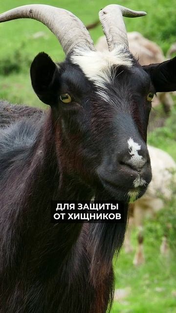 🤔 Почему коровы не сбрасывают рога